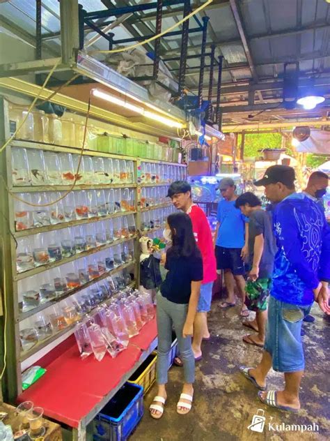 Main Ke Pasar Ikan Hias Jatinegara Ikan Murmer An