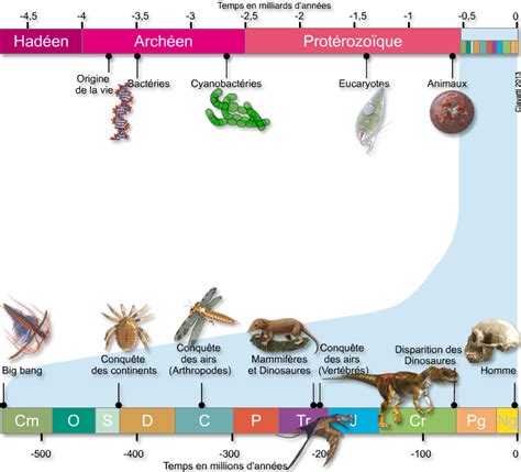 Les grandes étapes de l histoire du vivant Evolution biologique