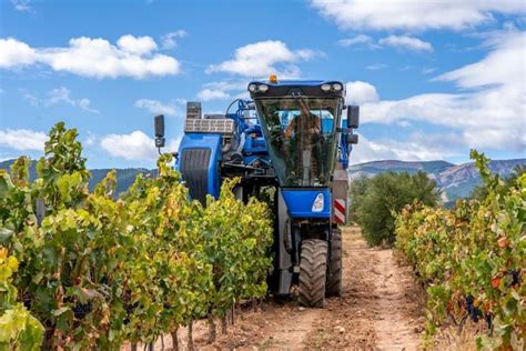 Septembre le mois du raisin cest le début des vendanges Giordano