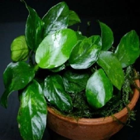 Anubias barteri var nana Wrinkled Leaf Flora Aquática
