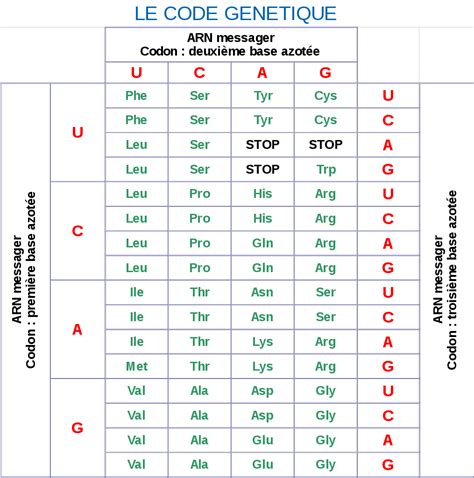 CHAPITRE 2 Lexpression de linformation génétique SVT