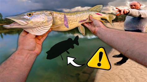 CE BROCHET CE FAIT ATTAQUER EN DIRECT PAR UN MONSTRE Pêche brochet