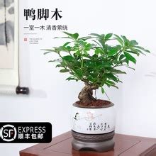 四季常青的室内盆栽 室内常绿盆栽树 耐寒四季常青室内植物 大山谷图库
