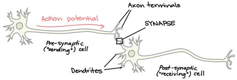 The Anatomy Of A Synapse Worksheet Answers Key Biology Corner Anatomy