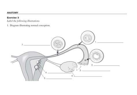 Chapter The Normal First Trimester Diagrams Flashcards Quizlet