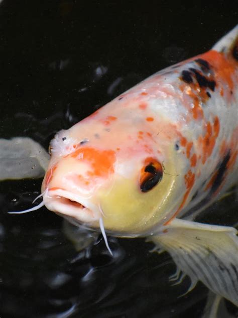 Symbolism Of Koi Fish And Meaning In Japanese Culture