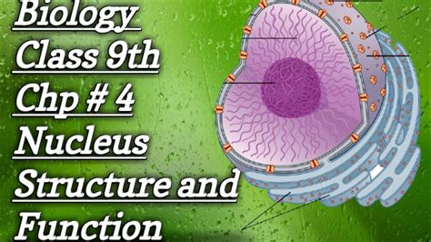 Nucleus Class 9th Nucleus Structure And Function Biology Chp