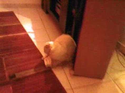 Chat qui danse le moonwalk Vidéo Dailymotion