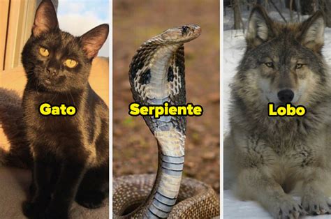 Contesta estas preguntas y te diremos qué animal te representa en el