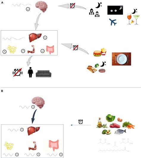 Dr Magnesium Papí BowTied Mg on Twitter Chronobiology and