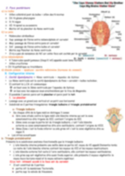 SOLUTION Anatomie Du Systeme Nerveux Studypool