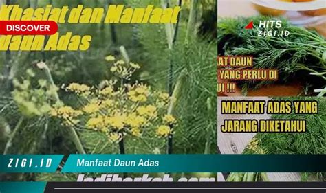 Temukan Manfaat Daun Adas Yang Bikin Kamu Penasaran