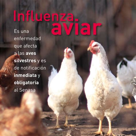 Influenza Aviar Argentina Gob Ar