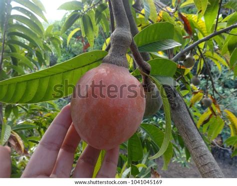 Anonas Fruit Tree Fruit Trees