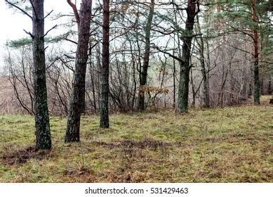 Wolfs Lair Adolf Hitlers Bunker Poland Stock Photo Shutterstock