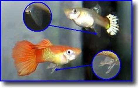 Reproducción de Guppy Aquarium Amazónico