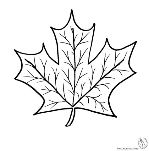 Stampa Disegno Di Foglie Da Colorare