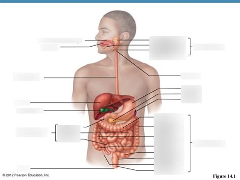 Digestive System Diagram Quizlet