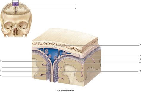 Coronal Section Of Cranial Meninges Diagram Quizlet