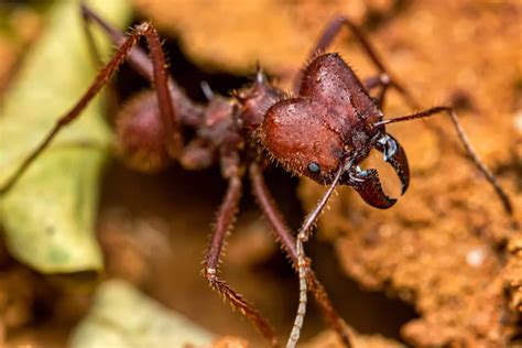 Formiga Sa Va Atta Spp Villa Verde Agro