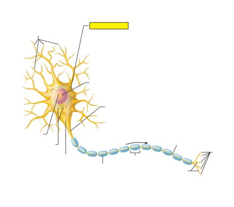 Test Anatomy Neuron Synapse Flashcards Quizlet