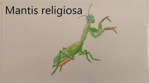 Como Dibujar Una Mantis Religiosa YouTube