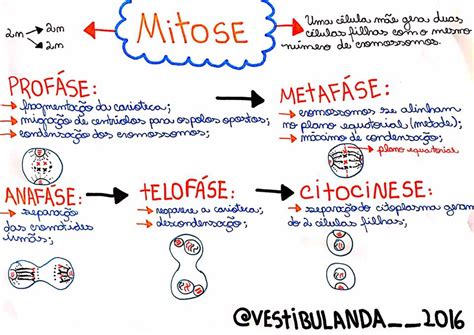 Mapa Mental De Biologia Meiose Meiose E Mitose Mitose Meiose Meiose