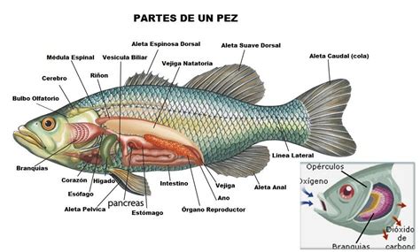 Los Peces Aprende Todo Areaciencias