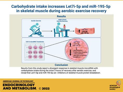 Carbohydrate Intake In Recovery From Aerobic Exercise Differentiates