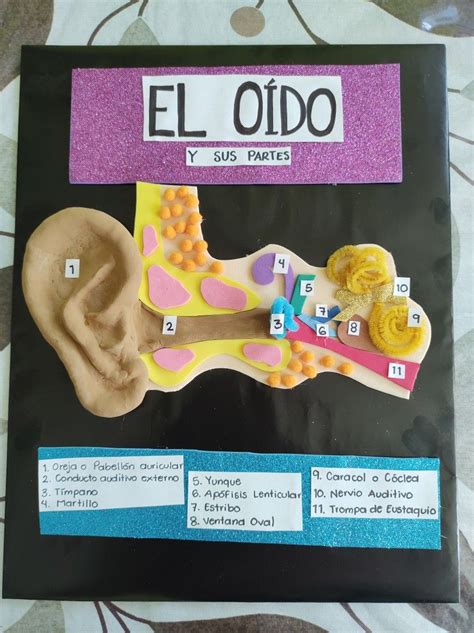 O Do Y Sus Partes Imagenes De Maquetas Maquetas Escolares Maqueta