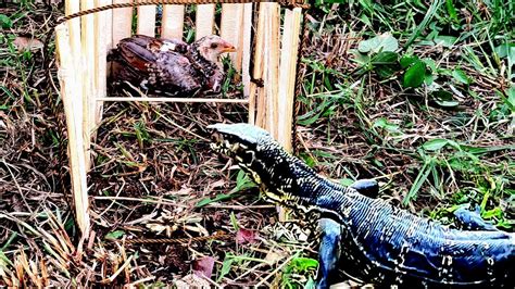 PAANO NAHULI ANG BAYAWAK Monitor Lizard Trap YouTube