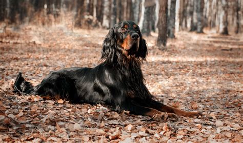 Cuáles son las mejores razas de perros para convivir en familia