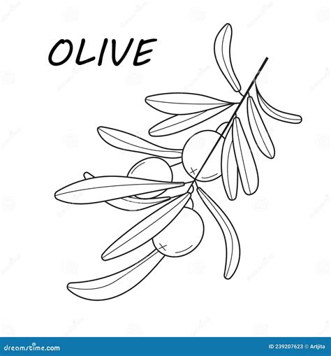 Olive Branch Vector In Doodle Sketch Style Black Minimal Single Line