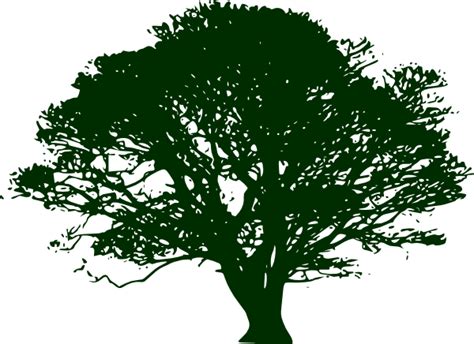 Narra Tree Png Transparent Narra Tree Png Images Pluspng