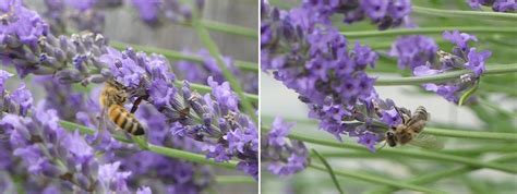 Bzzzz Bzzzz Les Abeilles Google Search Q Bourvil L Flickr