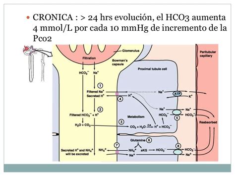 Acidosis Y Alcalosis Respiratoria