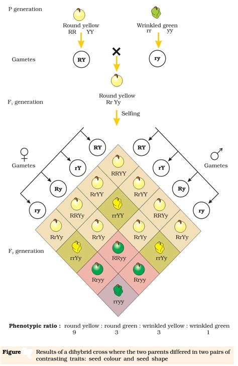 inheritance mendel s laws of inheritance pmf ias