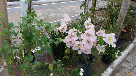13 avaliações sobre Floricultura Dona Florida Floricultura em