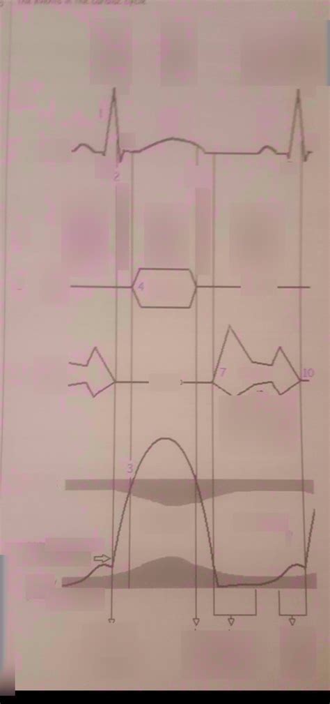Wiggers Diagram Diagram Quizlet