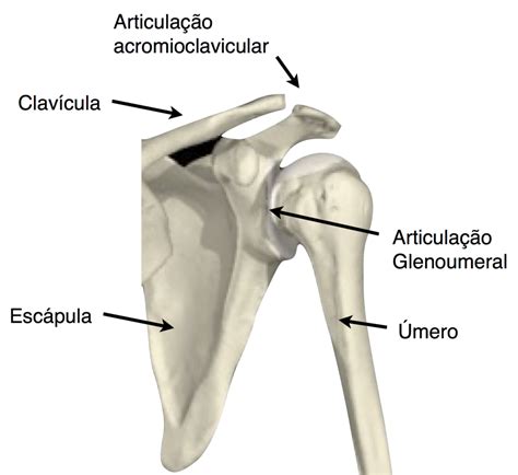 Anatomia Do Ombro Tend Es Do Manguito Rotador E Bursa Subacromial