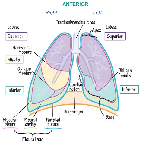 RC Students Club On X Anatomy Of The Lungs Lungs