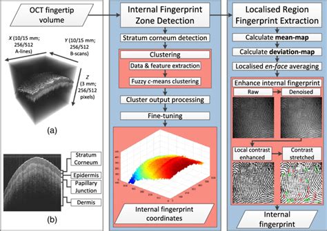 the novel internal fingerprint extraction algorithm a a typical download scientific diagram