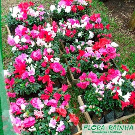 Découvrir 48 kuva flores rasteiras para jardim Thptnganamst edu vn