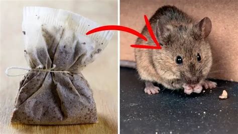 Mantén las arañas y los ratones alejados de tu casa con este sencillo