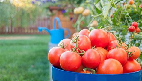 Cuánto tiempo tarda en dar frutos una planta de tomate Descubre en 5