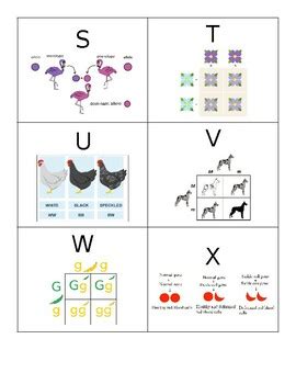 Codominance Vs Incomplete Vs Complete Dominance Organizer By