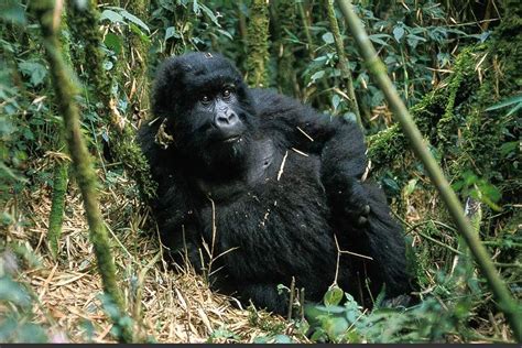 3 Day Akagera National Park Wildlife Safari Pure Africa Tours