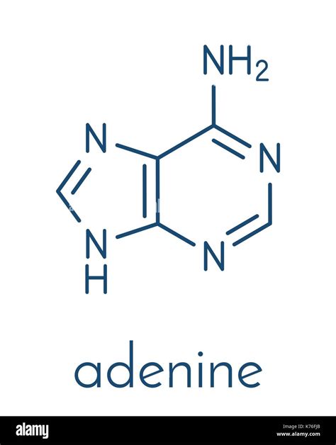 Adenina A Adenina Purina Nucleobase Molecola Di Base Presente Nel