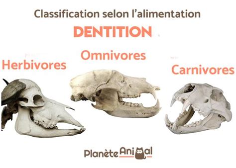 Animaux omnivores Définition liste et photos
