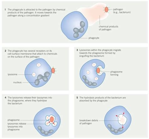Phagocytosis Diagram Quizlet